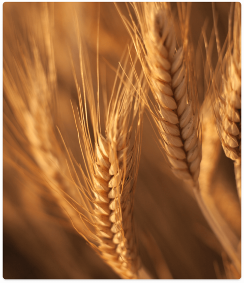 Enzymes For Malt Extract | Infinita Biotech