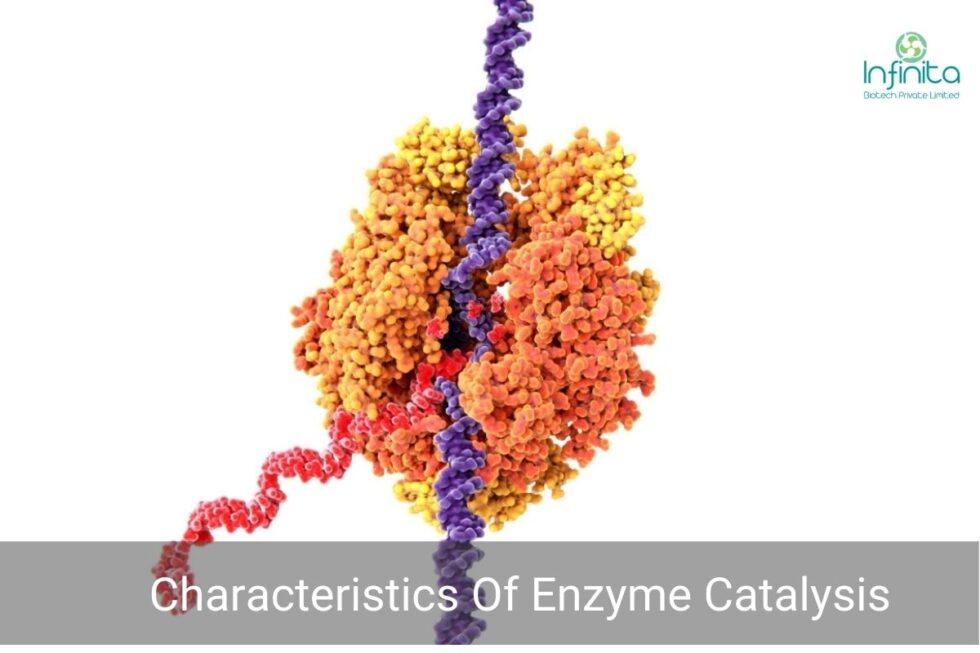 Characteristics Of Enzyme Catalysis | Infinita Biotech