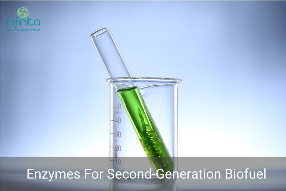 Enzymes For Second Generation Biofuels | Infinita Biotech