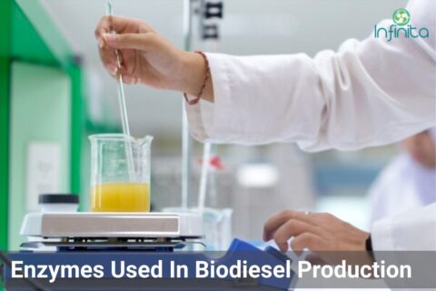Enzymes Used In Biodiesel Production | Infinita Biotech