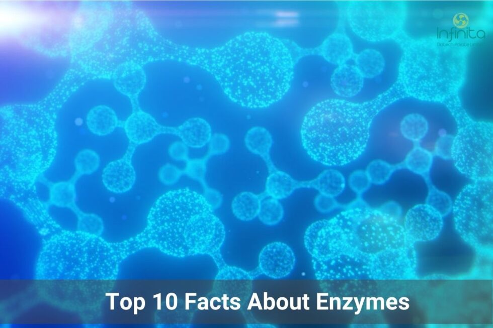 Top 10 Facts About Enzymes You Never Knew | Infinita Biotech