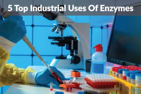 Top 5 Industrial Uses Of Enzymes | Infinita Biotech