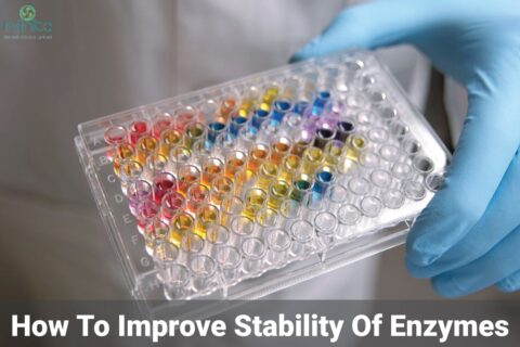 Top 4 Strategies To Improve The Stability Of Enzyme