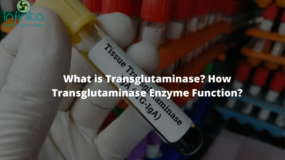 What is Transglutaminase? How Transglutaminase Enzyme Function?