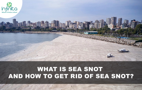 What is Sea Snot and How to Get Rid of Sea Snot?
