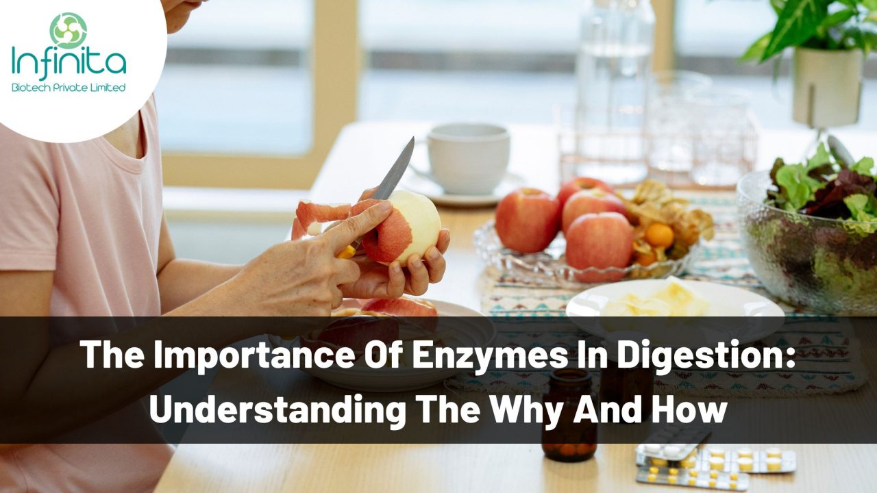 Why Enzymes are Vital for Digestion: Explained