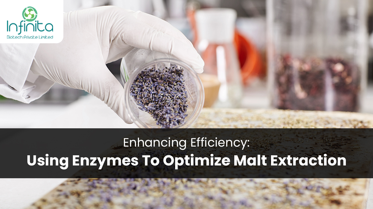 Revolutionizing Malt Extraction with Enzymes in Brewing