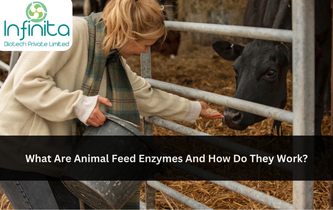 What Are Animal Feed Enzymes and How Do They Work?