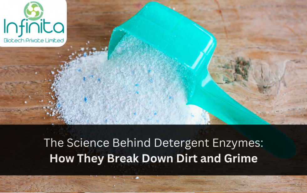 Detergent Enzymes Science: How They Break Down Dirt and Grime